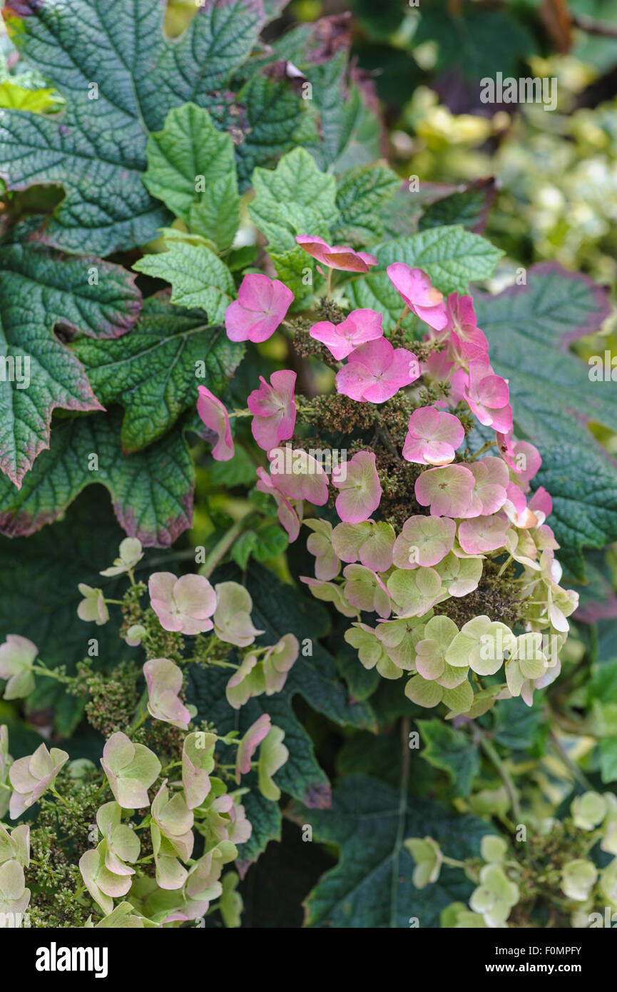 Hydrangea quercifolia hi-res stock photography and images - Alamy