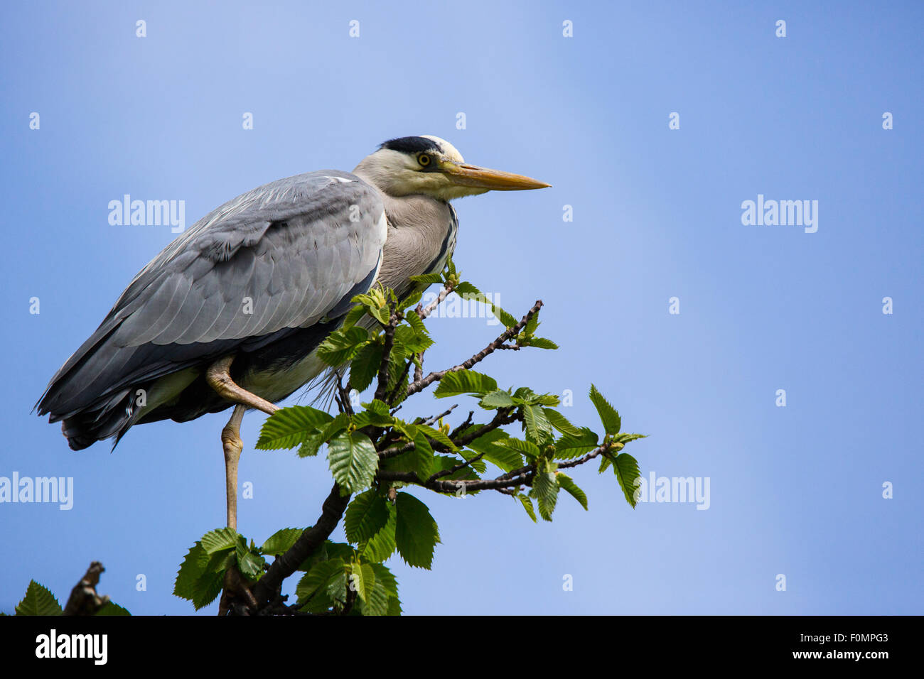 Heron in treetop hi-res stock photography and images - Alamy