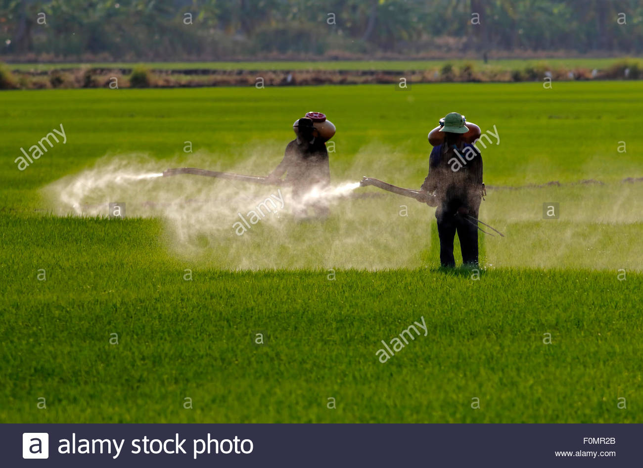 Farmer Spraying Pesticide In Paddy Stock Photos & Farmer Spraying ...