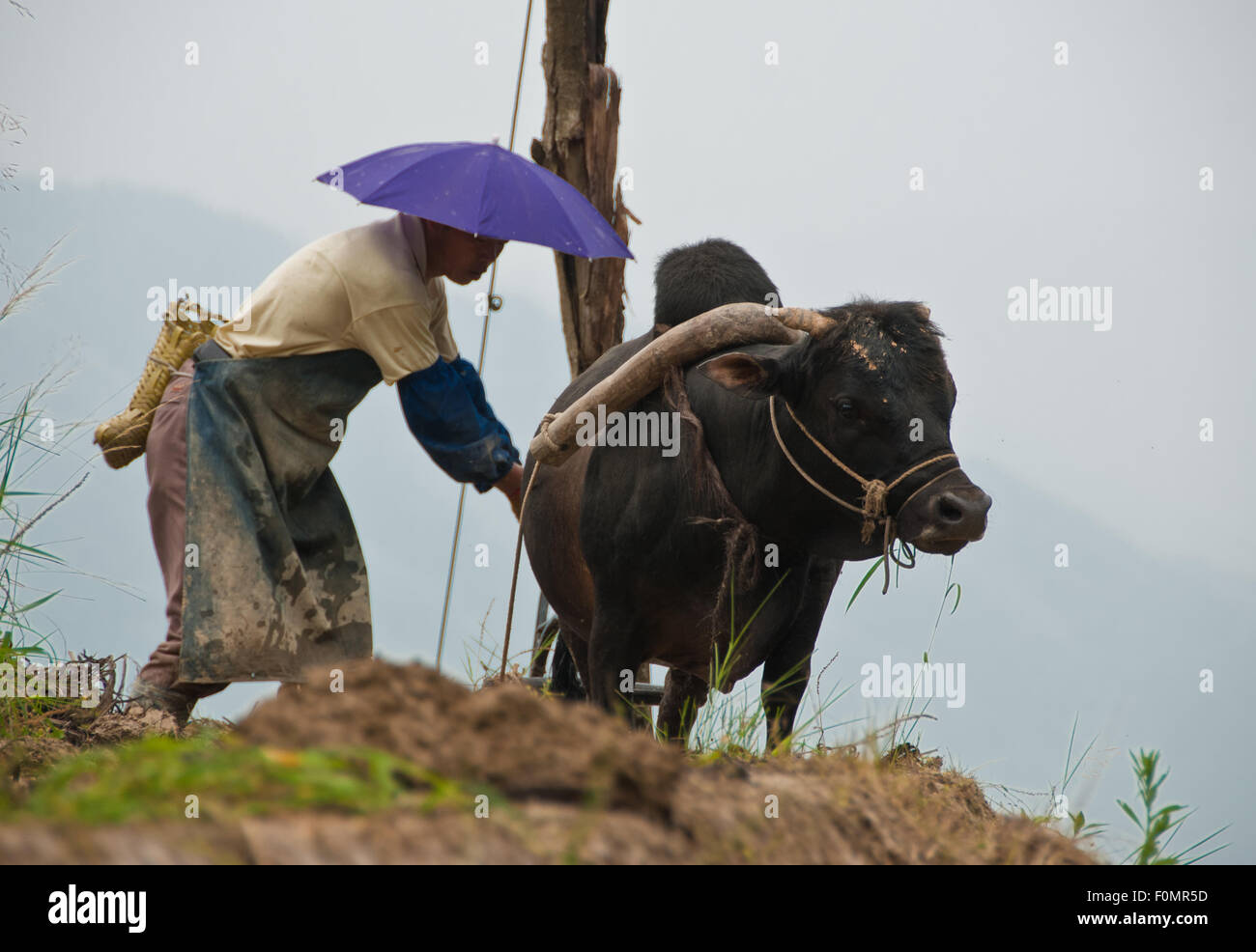Man working with his water bull the field Stock Photo - Alamy