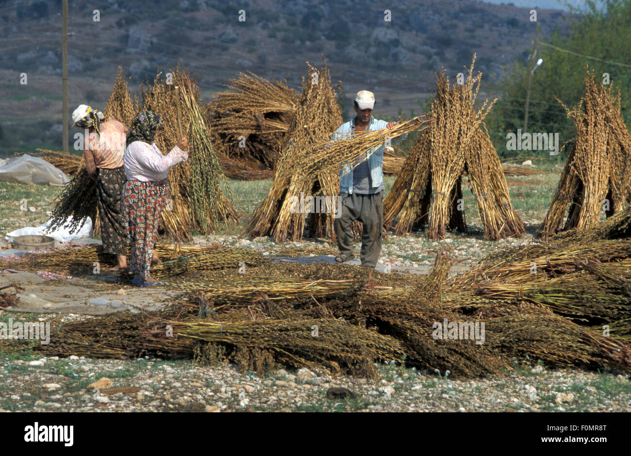 Workers harvesting wheat in rural Turkey Stock Photo - Alamy