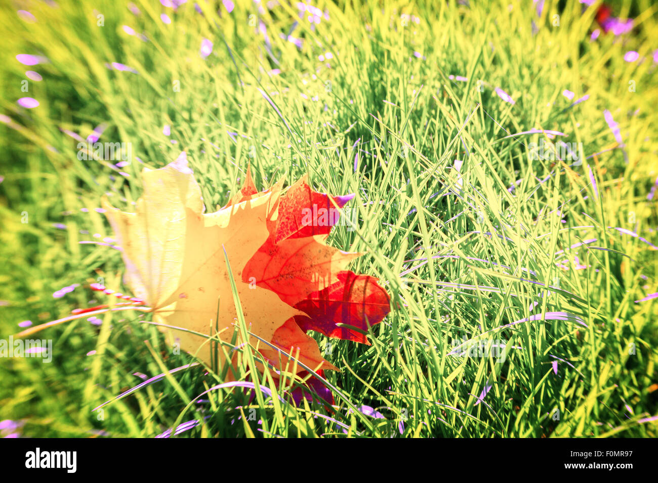 yellow and red fall leaves Stock Photo - Alamy