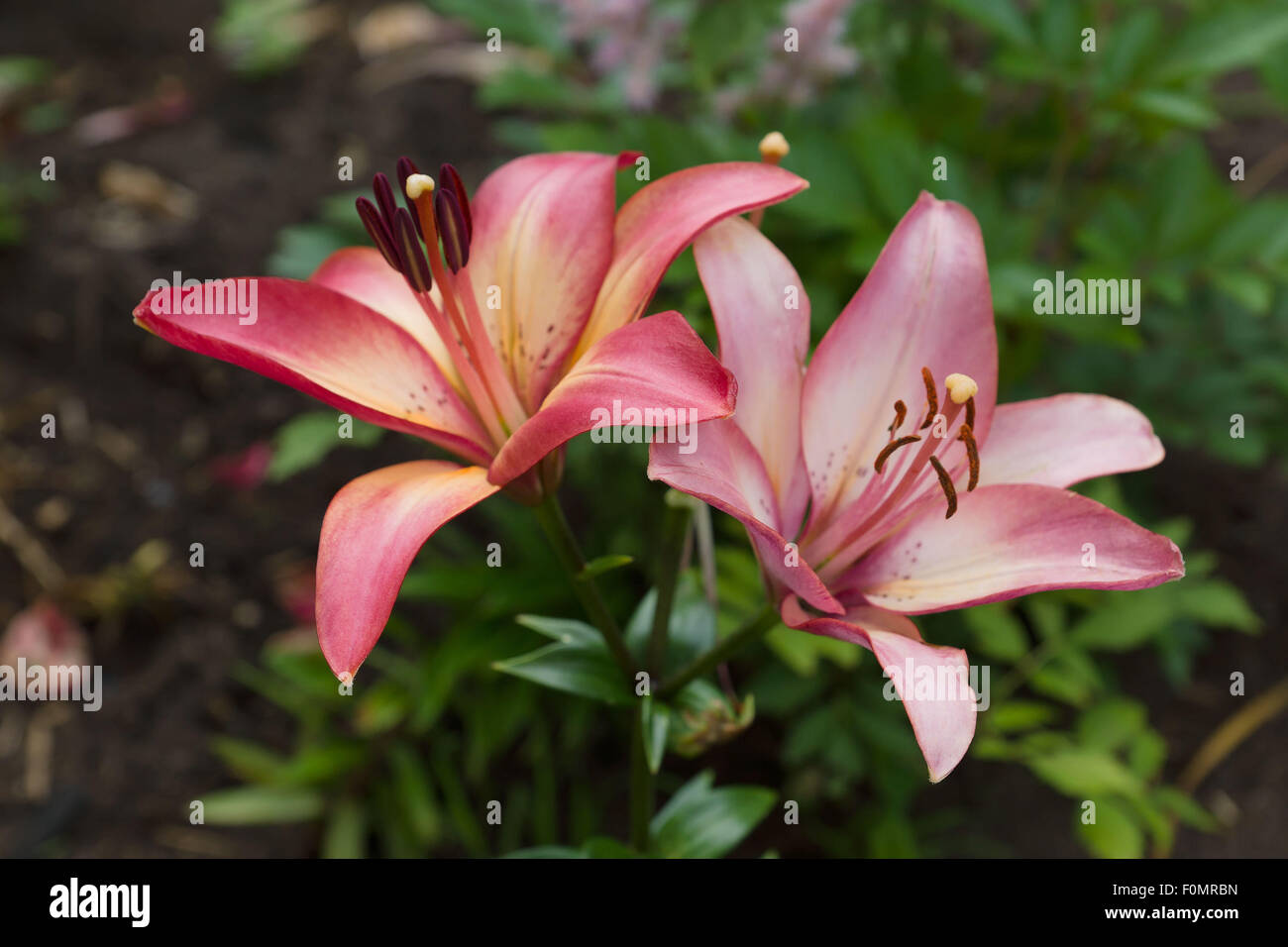 beautiful flowers of a lily blossomed in a garden under the spring sun ...
