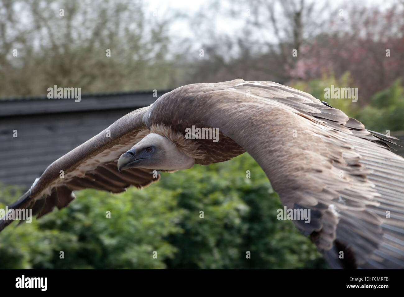 Vulture in flight hi-res stock photography and images - Alamy