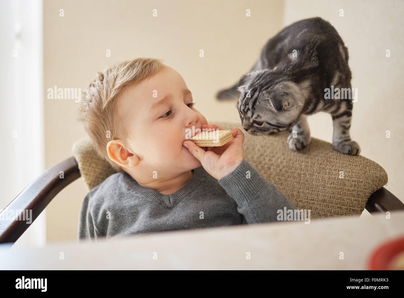 little boy shares food with cat Stock Photo - Alamy
