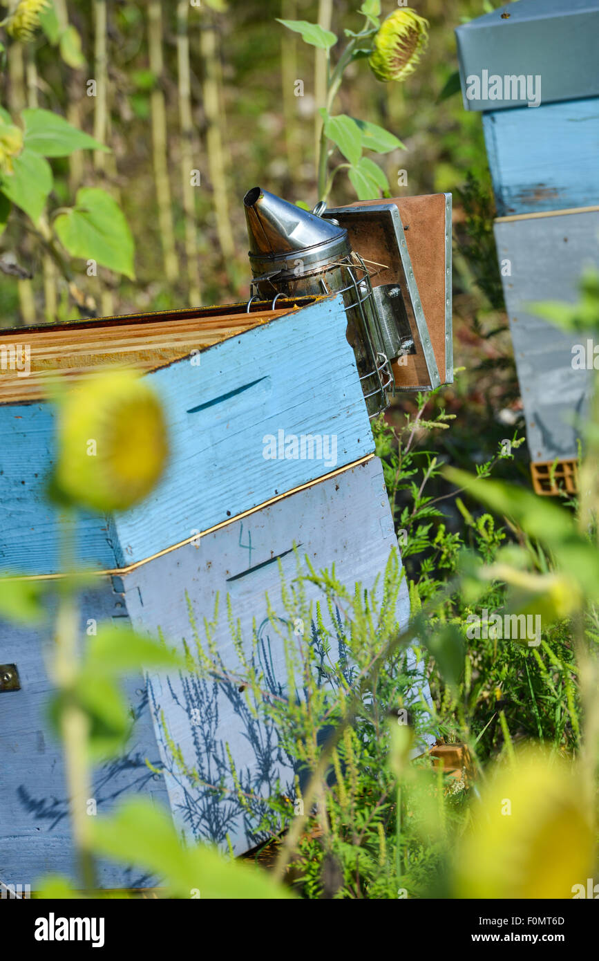 Bee Keeper Working with Bee Hives in a sunflower field Stock Photo - Alamy