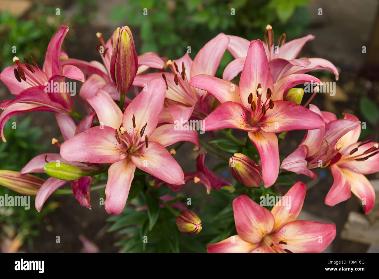 beautiful flowers of a lily blossomed in a garden under the spring sun ...