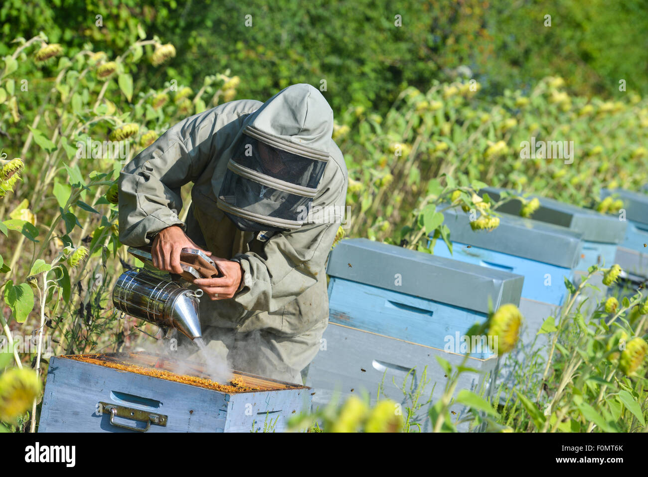 Bee Keeper Working with Bee Hives in a sunflower field Stock Photo - Alamy