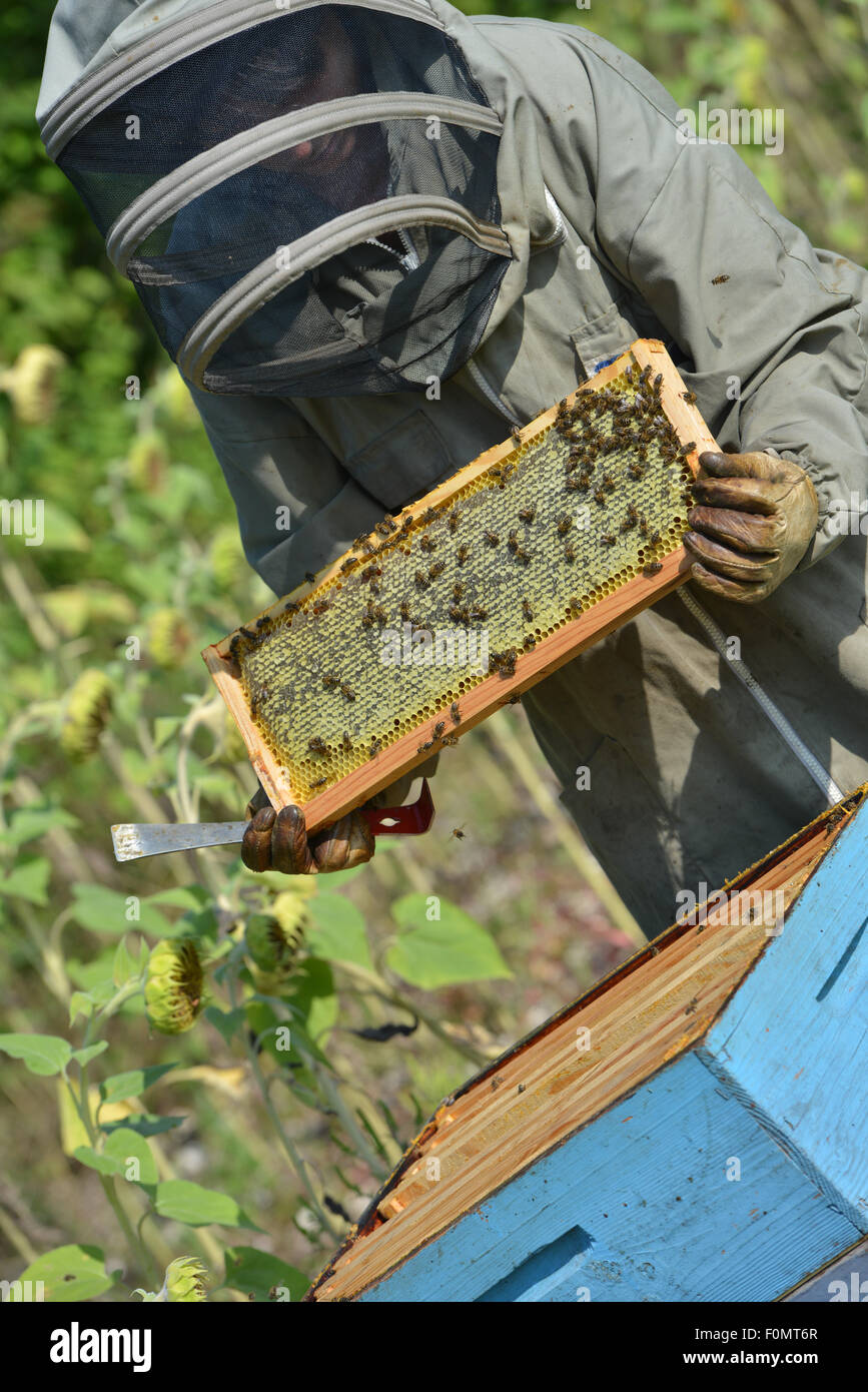 Bee Keeper Working with Bee Hives in a sunflower field Stock Photo - Alamy
