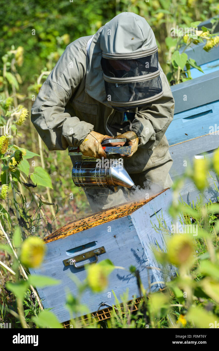 Bee Keeper Working with Bee Hives in a sunflower field Stock Photo - Alamy