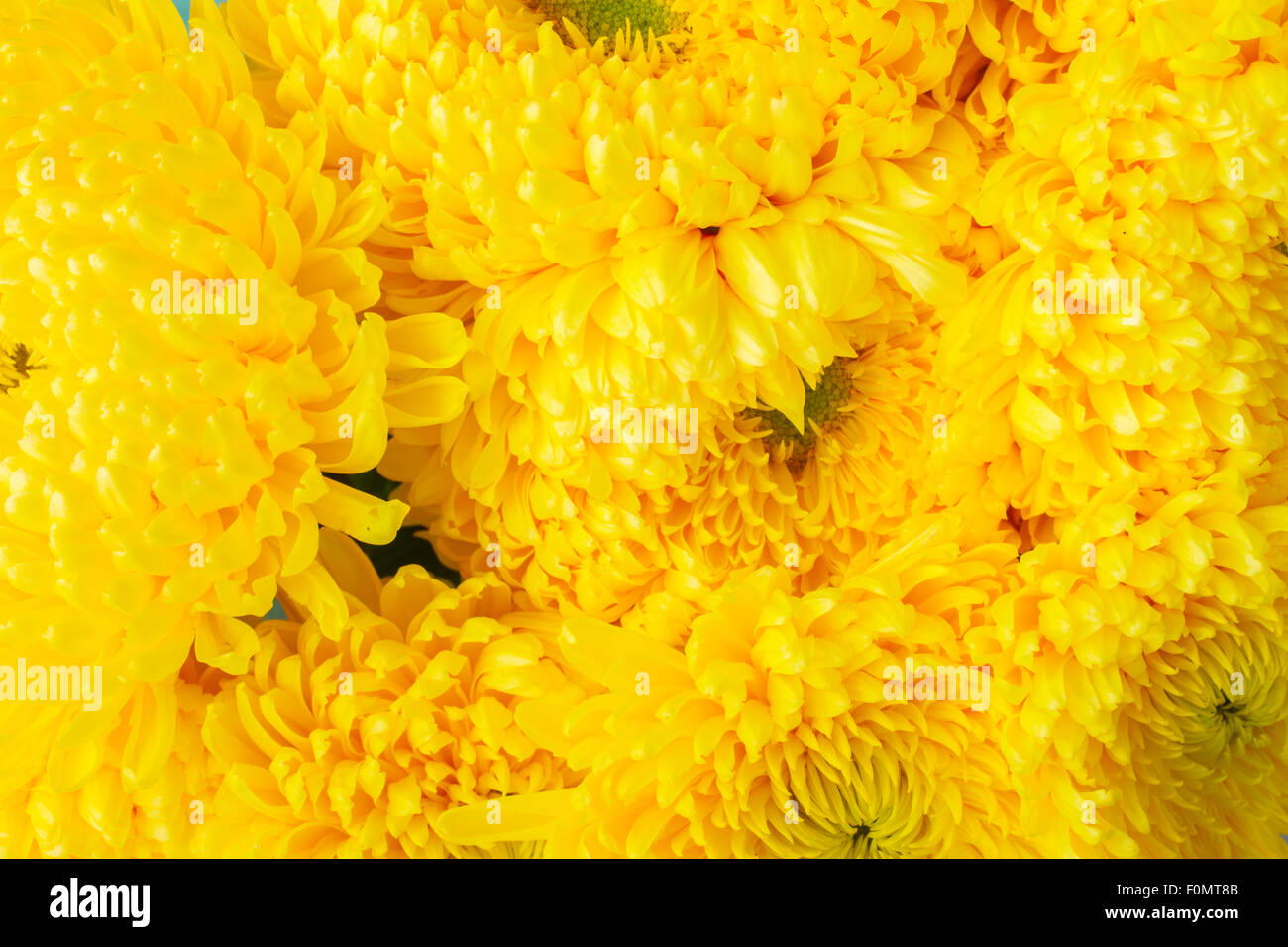 Bunch of mum flowers Stock Photo - Alamy