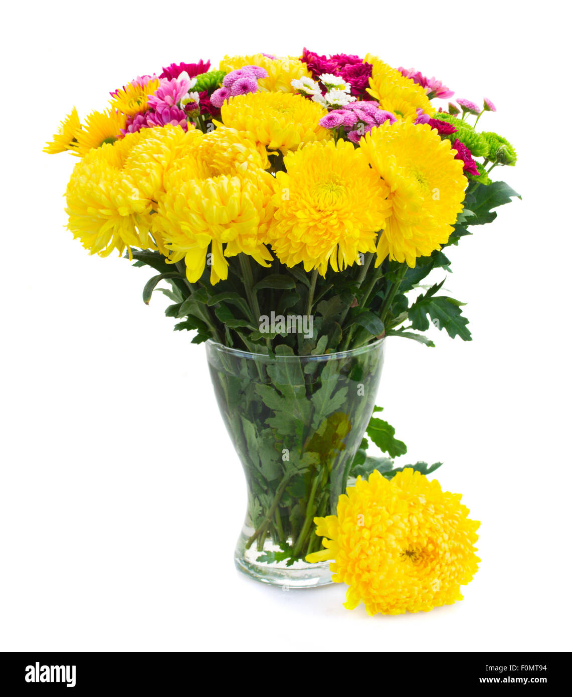Red and yellow mums Cut Out Stock Images & Pictures - Alamy
