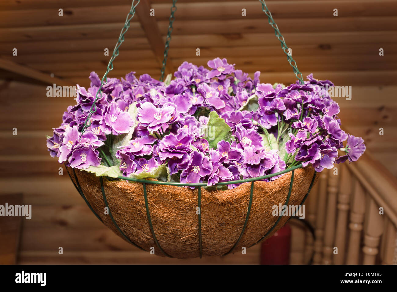 beautiful violet flowers in the cache-pot suspended on chains Stock ...