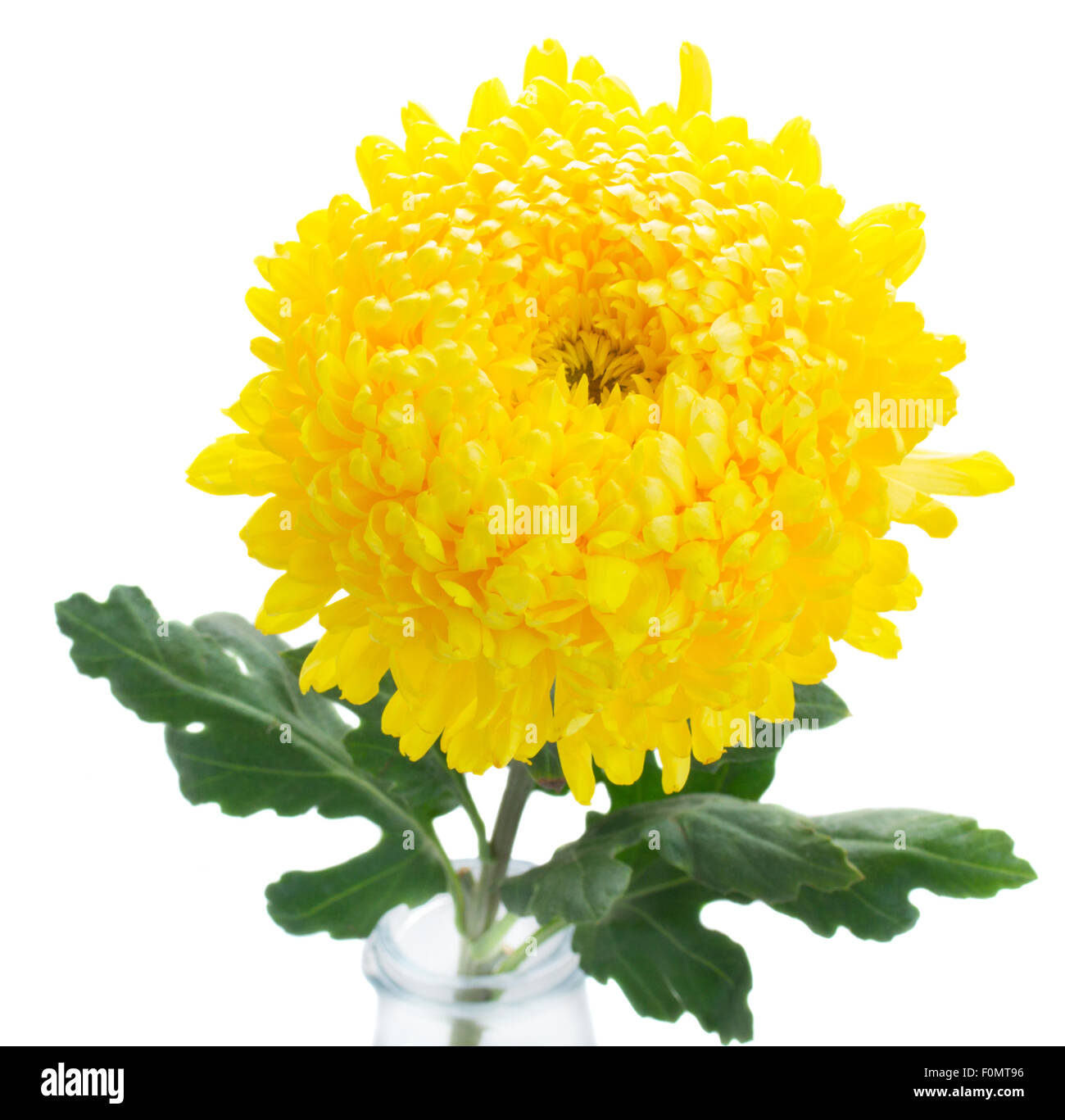yellow mum flowers Stock Photo - Alamy