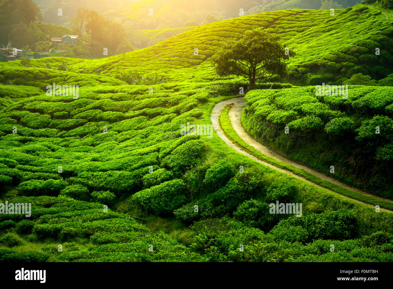 Bright natural beauty hi-res stock photography and images - Alamy