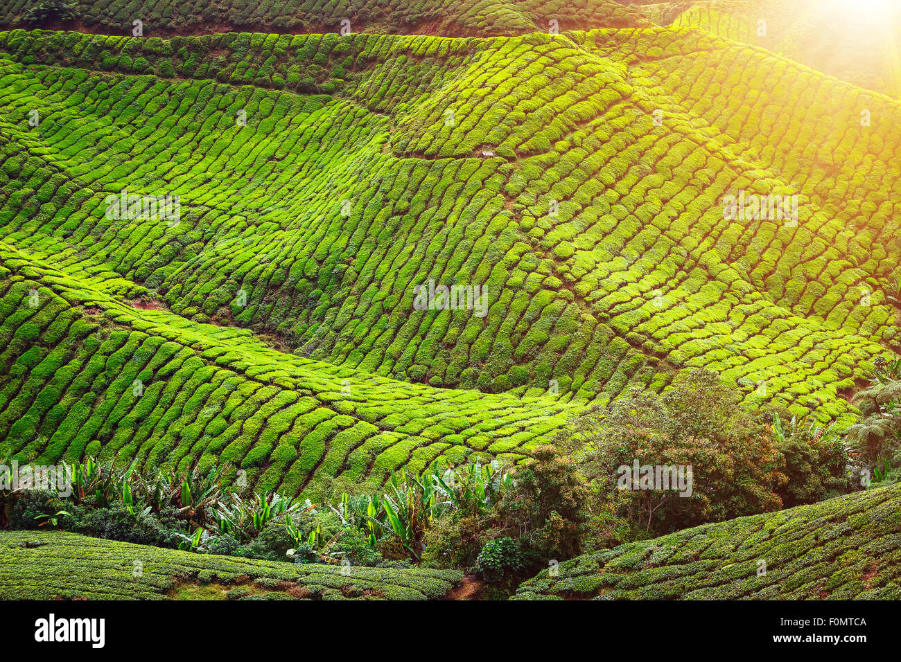 Tea plantation. Natural lanscape Stock Photo - Alamy
