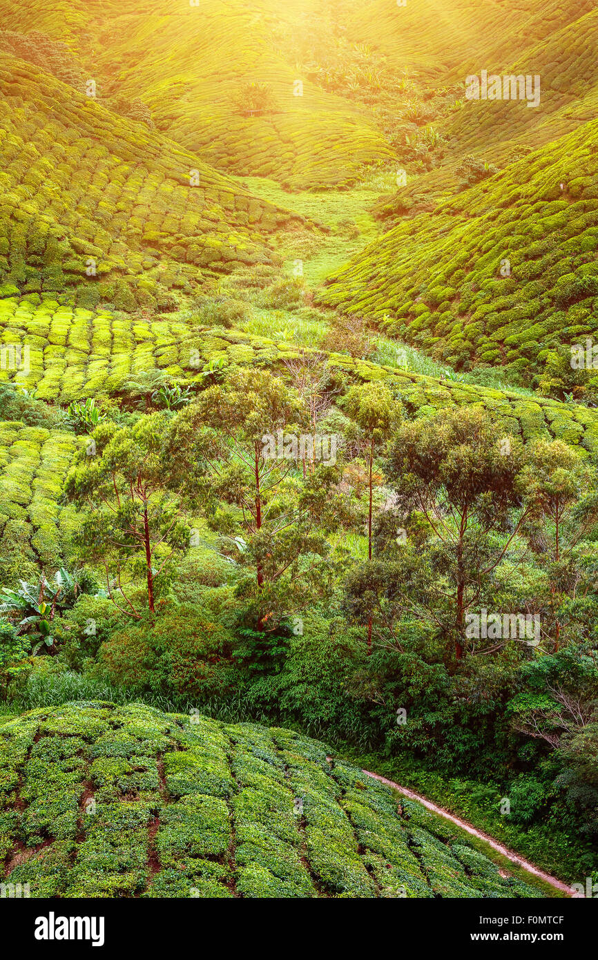 Tea plantation. Natural lanscape Stock Photo - Alamy