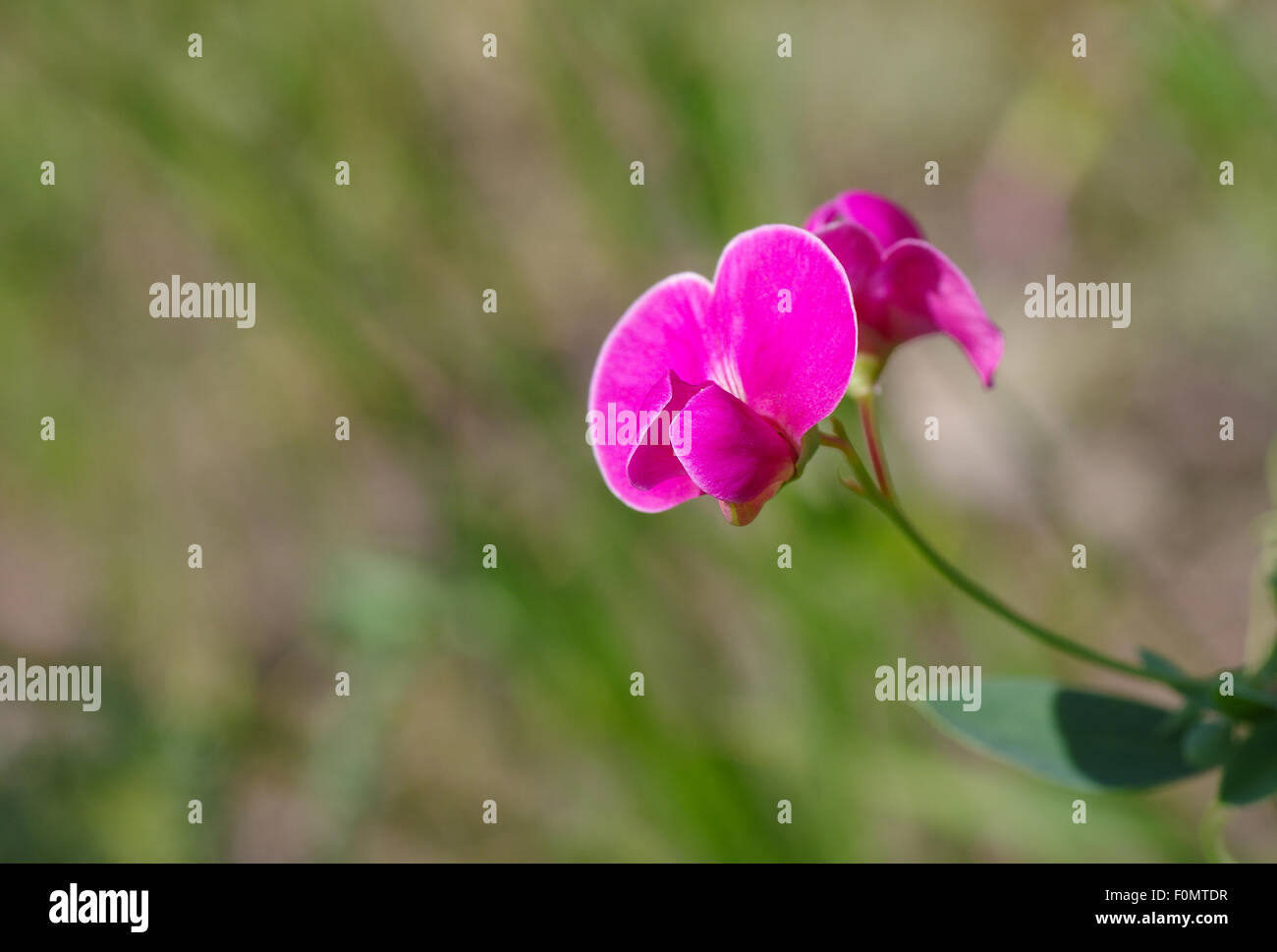 Wild sweet pea hi-res stock photography and images - Alamy