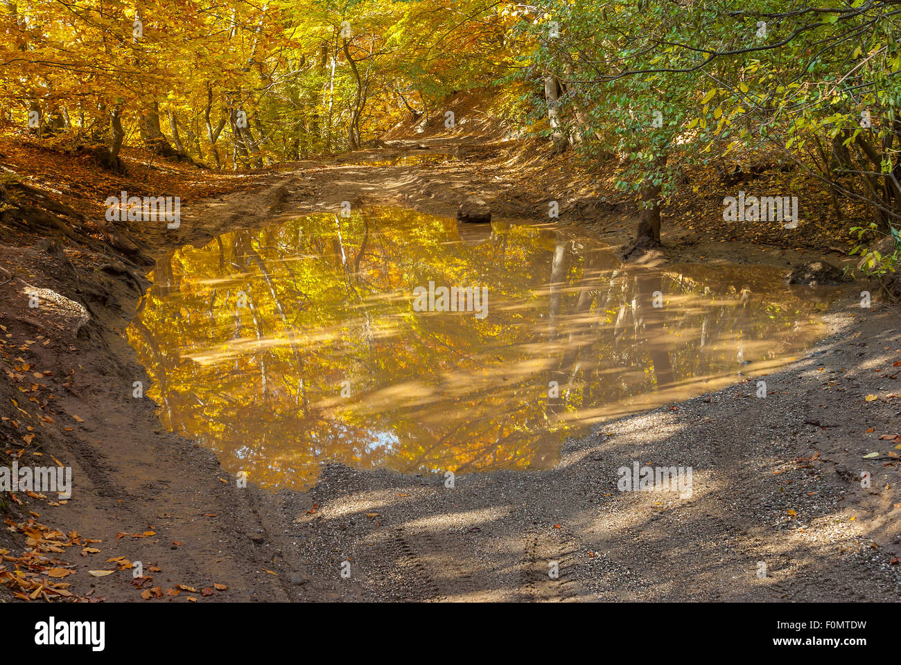Puddle of water on a forest road hi-res stock photography and images ...