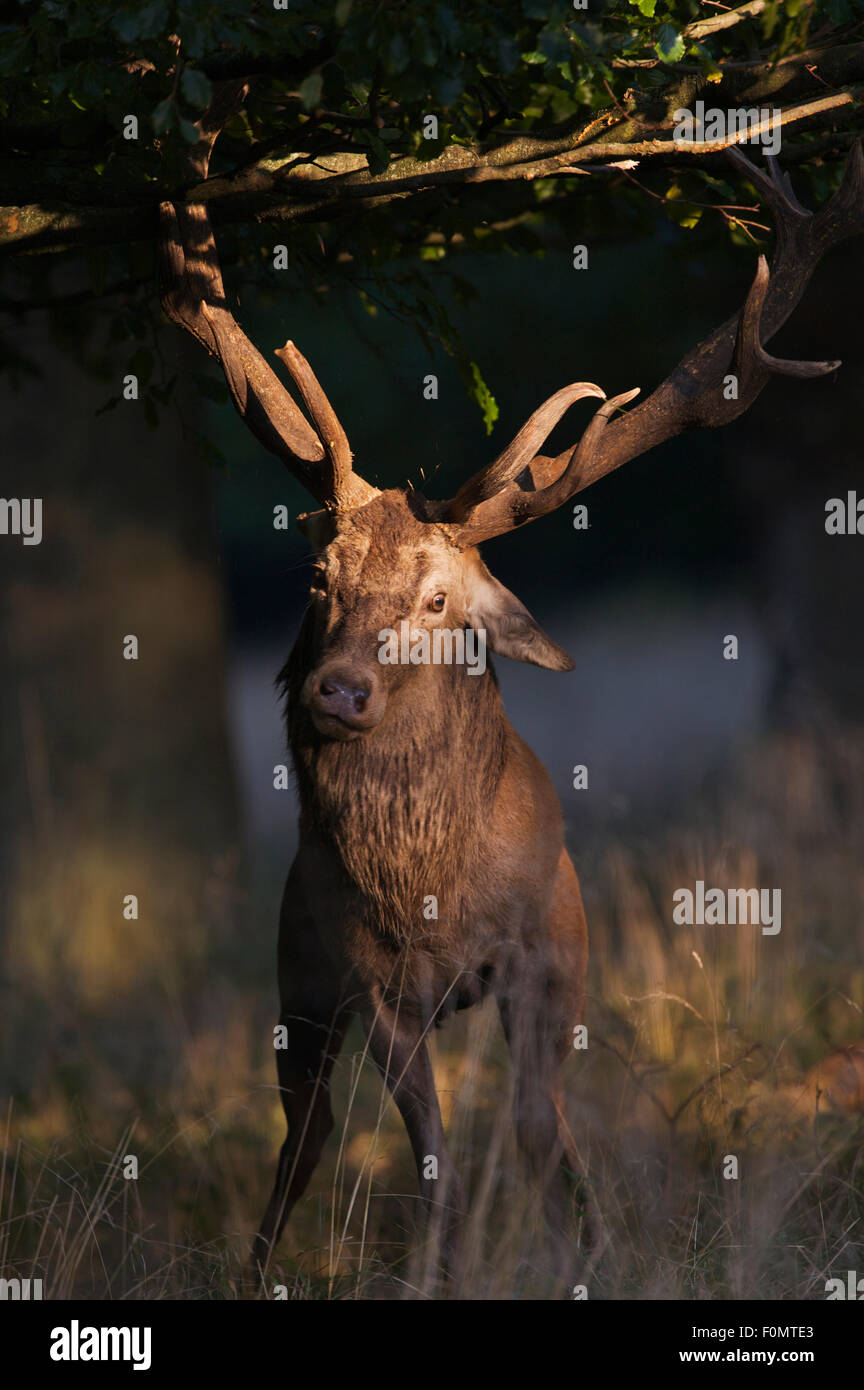 Rubbing antlers on hi-res stock photography and images - Alamy