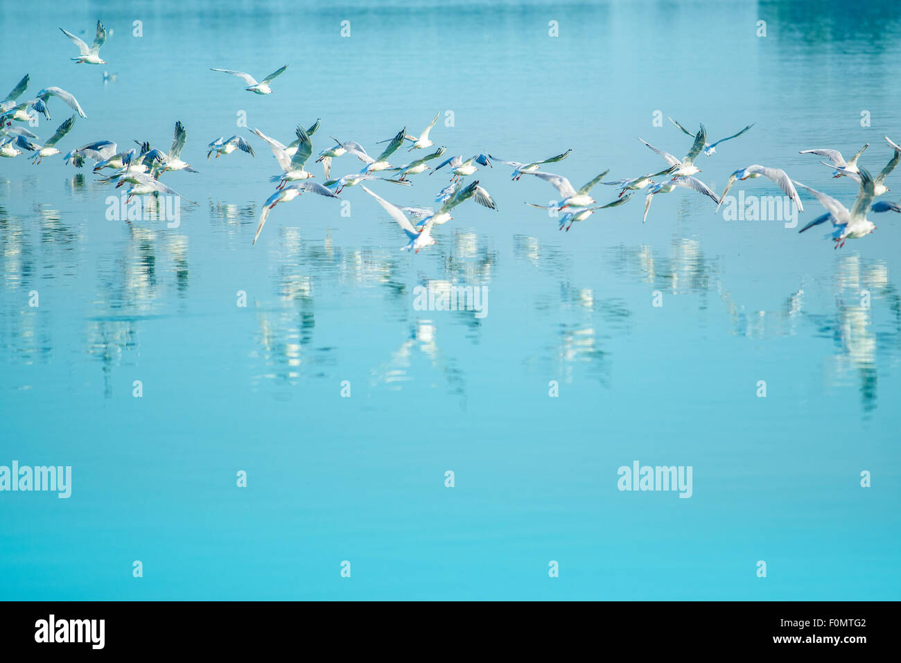 Flying seagull with reflection on lake hi-res stock photography and ...
