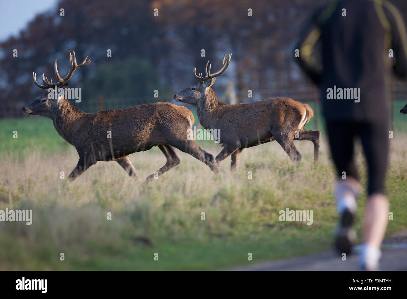 Two Red deer (Cervus elaphus) stags running away from person jogging ...