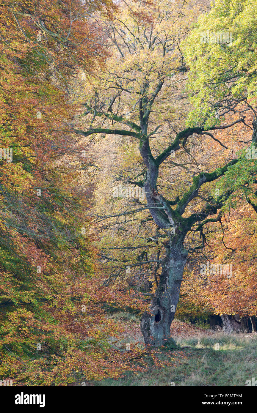 Old European oak tree (Quercus robur) Klampenborg Dyrehaven, Denmark ...
