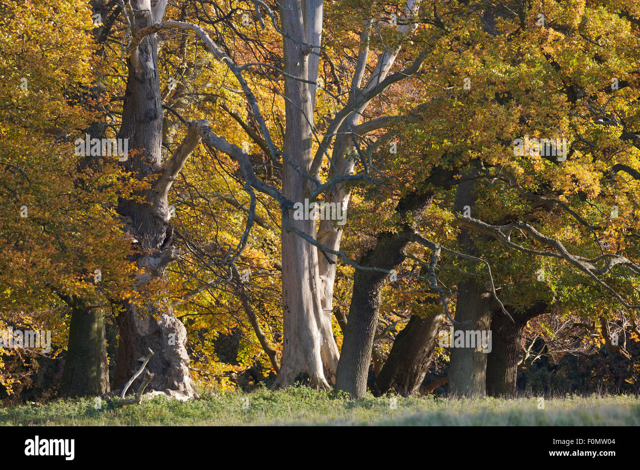 European oak (Quercus robur) trees, Klampenborg Dyrehaven, Denmark ...
