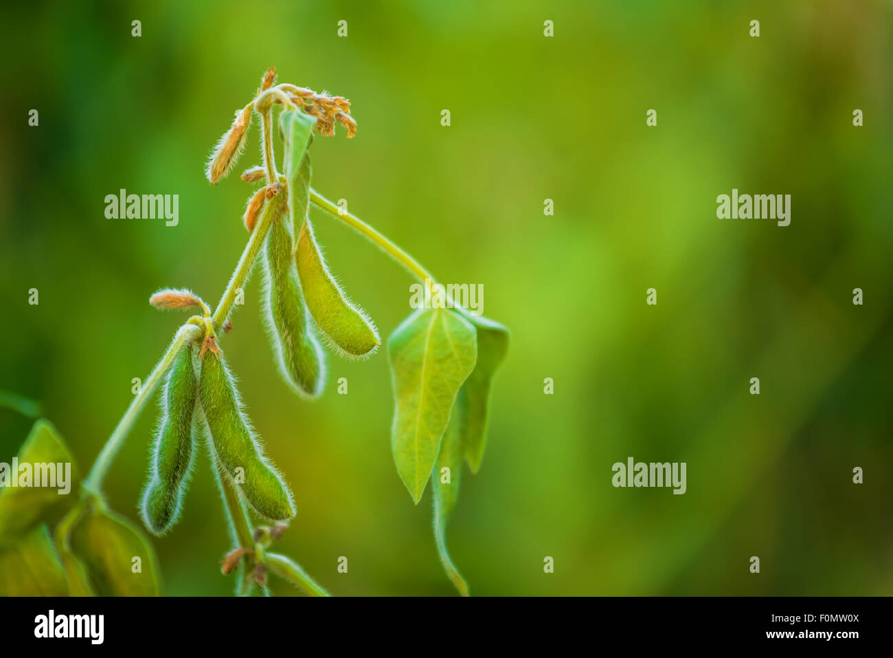 Soybean crops in field, young green soya bean growing on plantation ...