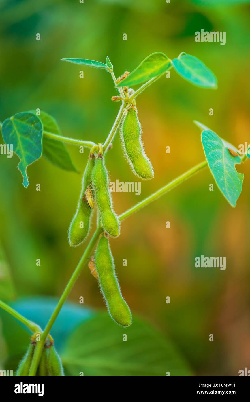 Soybean crops in field, young green soya bean growing on plantation ...