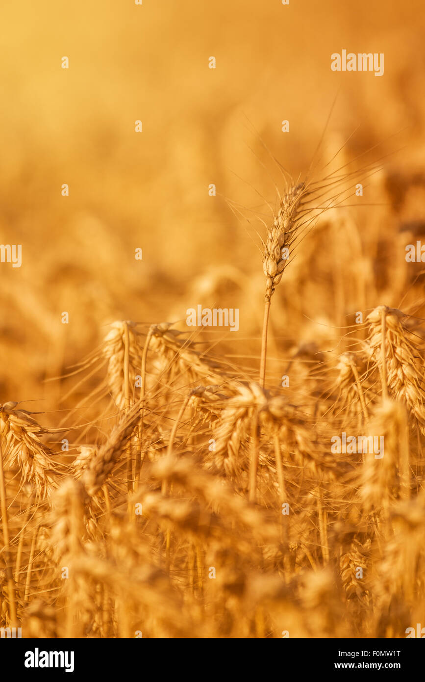 Golden crops hi-res stock photography and images - Alamy