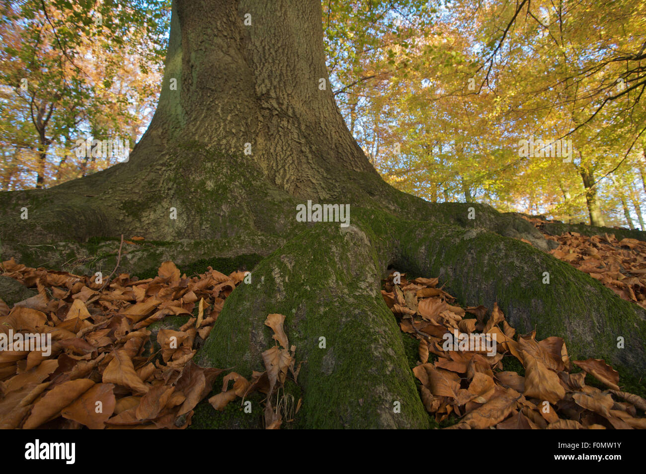 Base of a large European beech (Fagus sylvatica) tree, with roots and ...