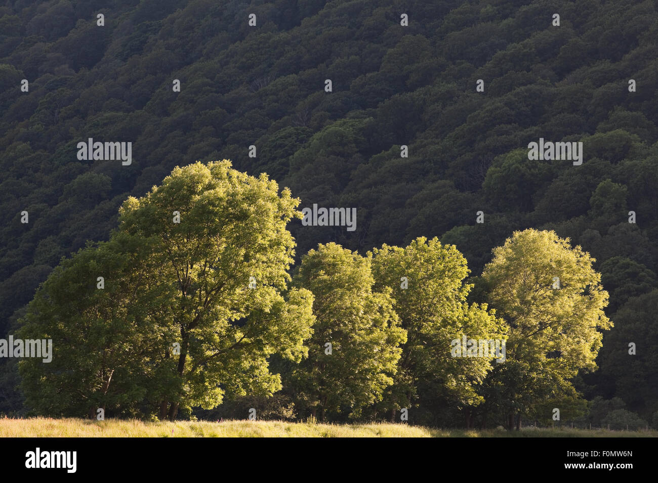 Line of sunlit ash trees in the Hartsop Valley in the English Lake ...