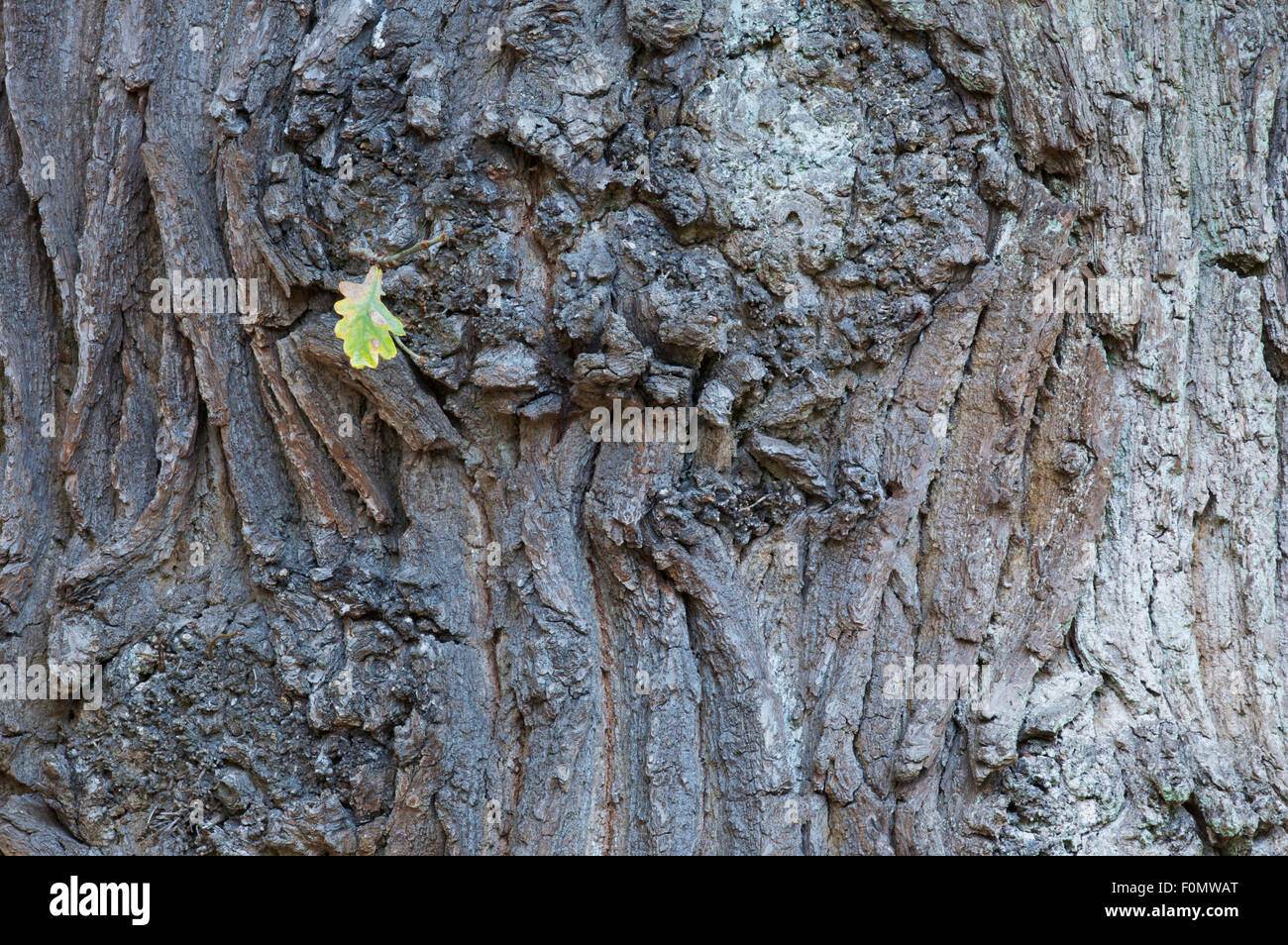 European oak (Quercus robur) bark with leaf growing from small twig on ...