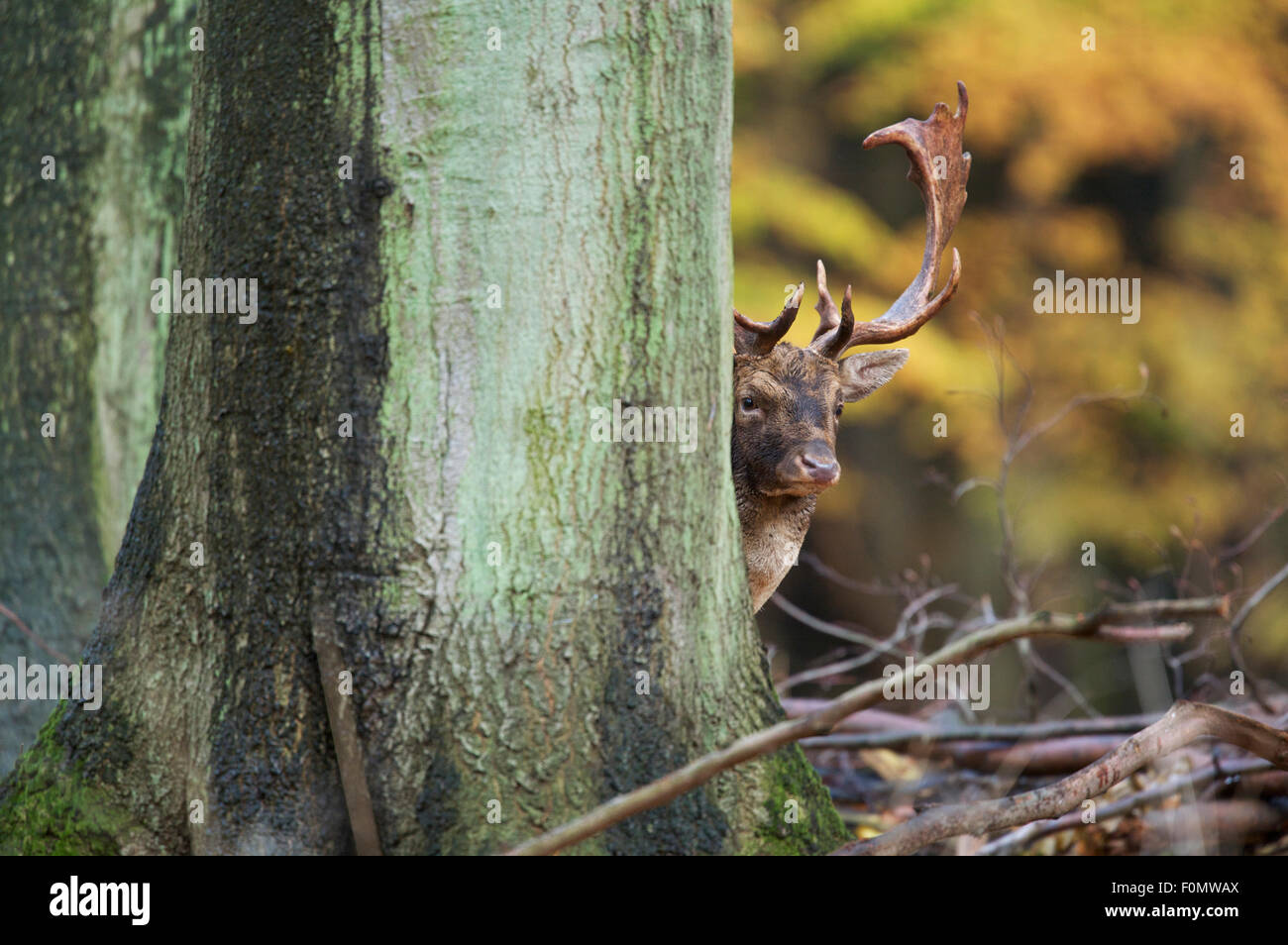 Fallow deer (Dama dama) buck behind tree, Klampenborg Dyrehaven ...