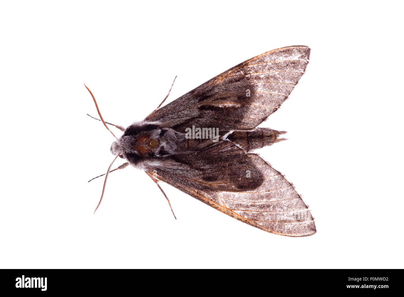 Pine hawkmoth (Sphinx pinastri) viewed from above, Fliess, Naturpark ...