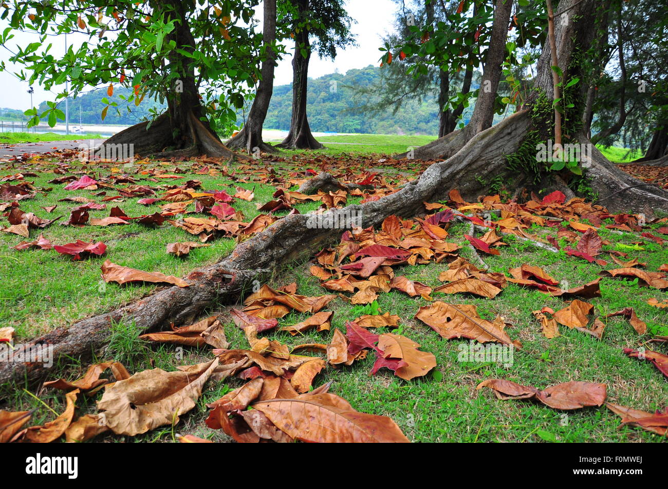 Long tree roots Stock Photo - Alamy