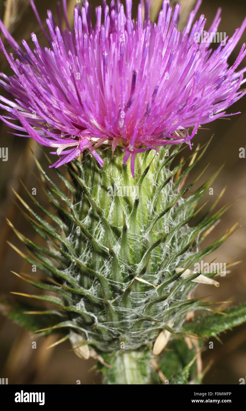 Purple Scottish Thistle Plant Stock Photo - Alamy Purple Scottish Thistle Plant Stock Photo - Alamy