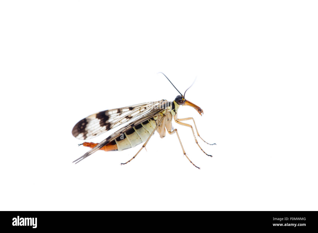 Common scorpion flies hi-res stock photography and images - Alamy