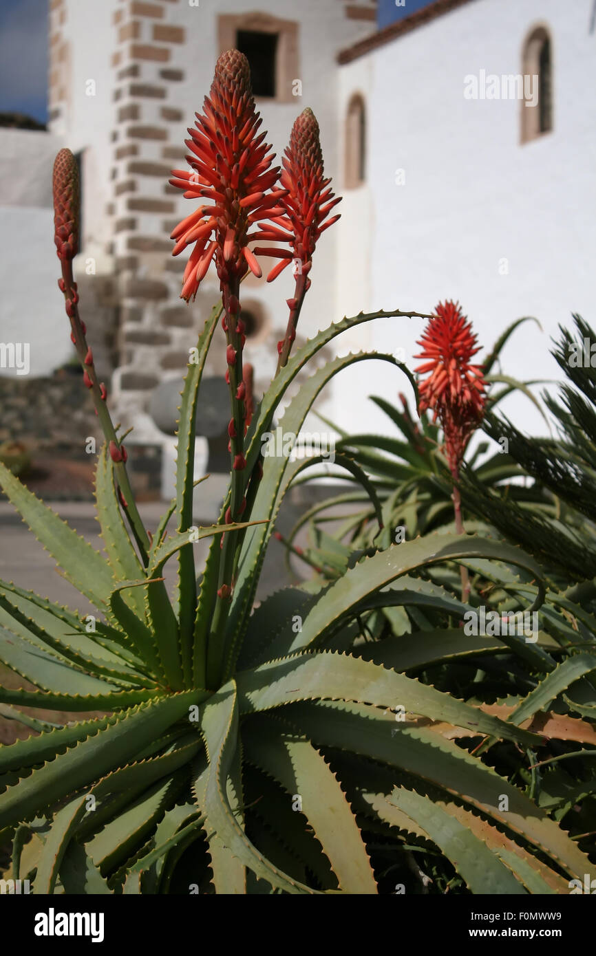 Aloe vera Flowers Stock Photo - Alamy