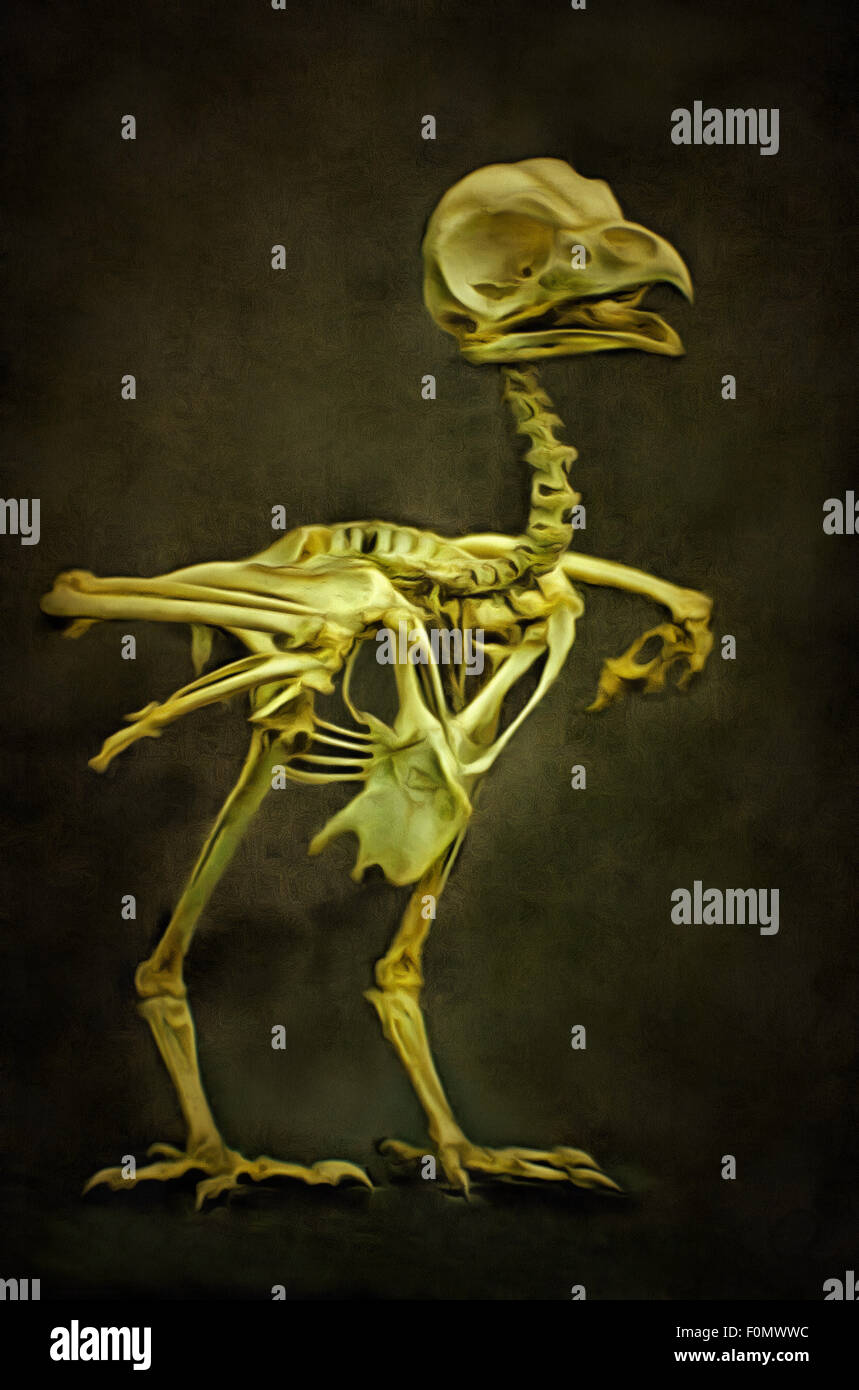 Owl Skeleton Illustration