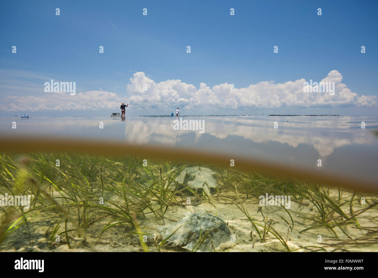 Split Shot of two horseshoe crabs swimming below the surface with a ...