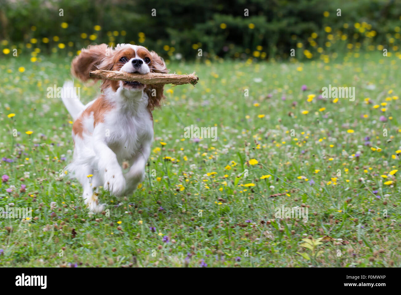dog, Cavalier King Charles Spaniel, running, playing, holding a stick ...
