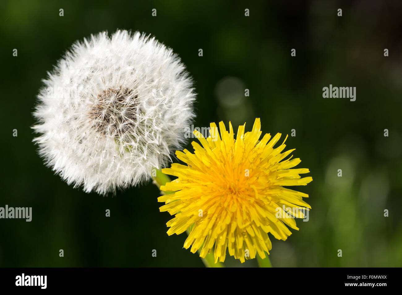 Faded contrast hi-res stock photography and images - Alamy