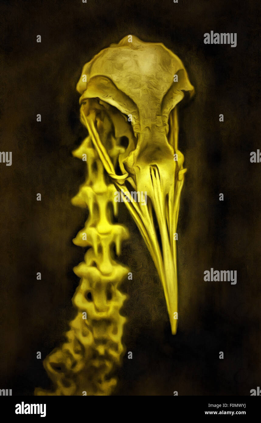 Penguin skeleton hi-res stock photography and images - Alamy
