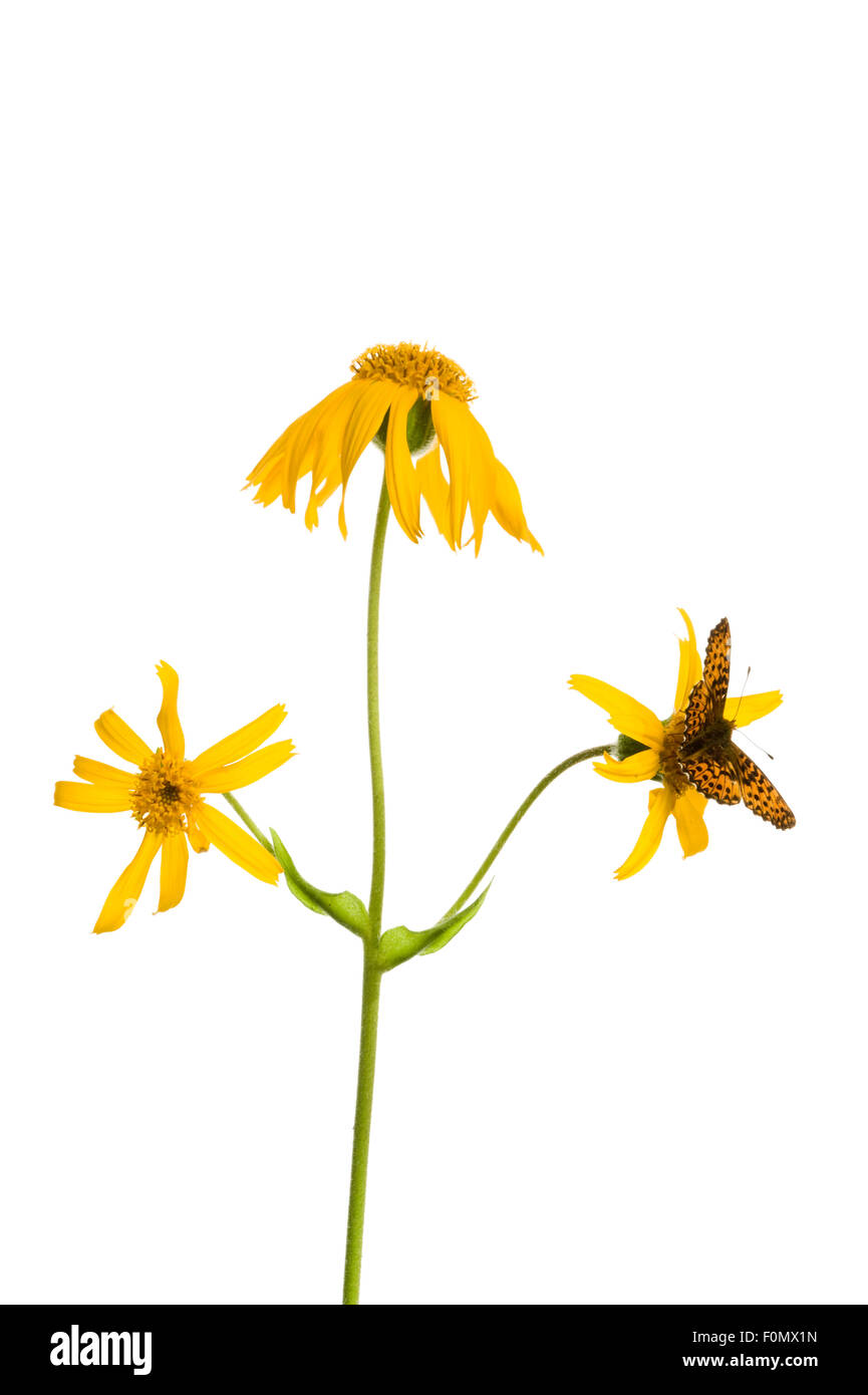 Mountain arnica (Arnica montana) with Fritillary butterfly (Boloria sp ...