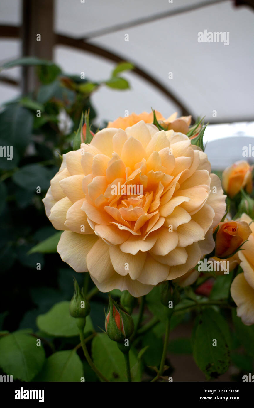 Grace flower hi-res stock photography and images - Alamy