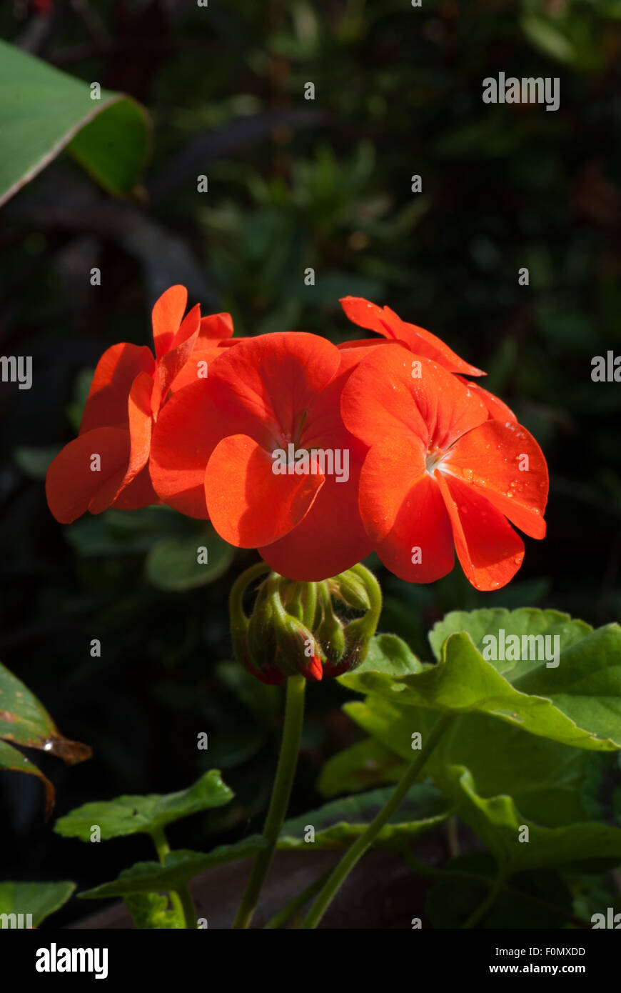 Orange geranium hi-res stock photography and images - Alamy