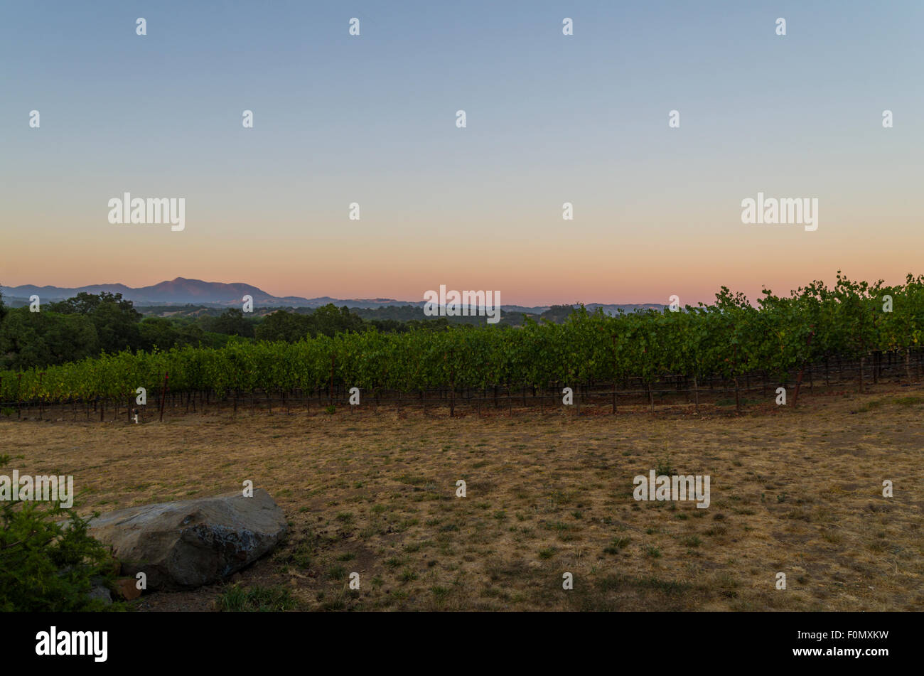 Sunset at a Sonoma vineyard Stock Photo - Alamy