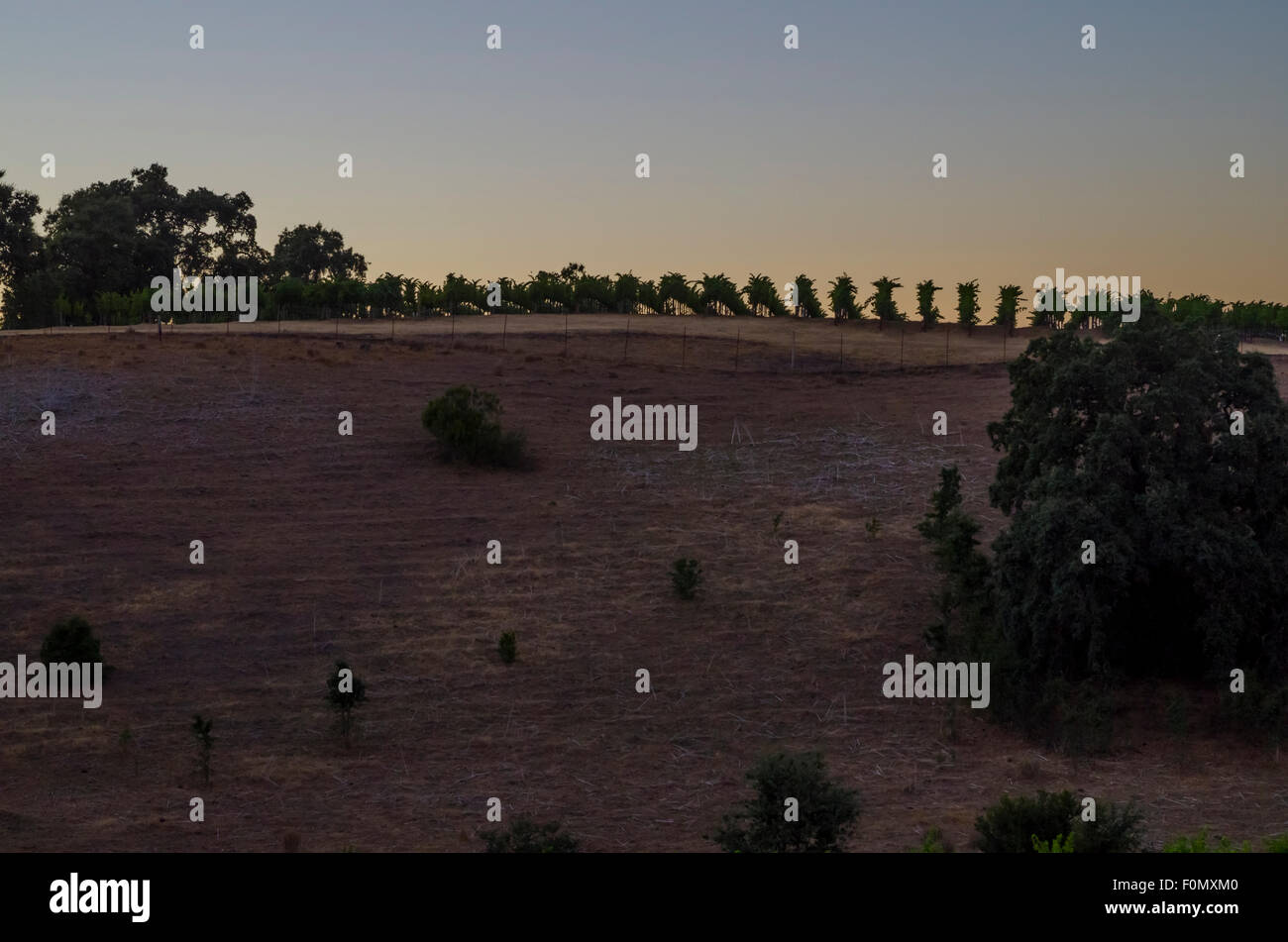 Sunset at a Sonoma vineyard Stock Photo - Alamy
